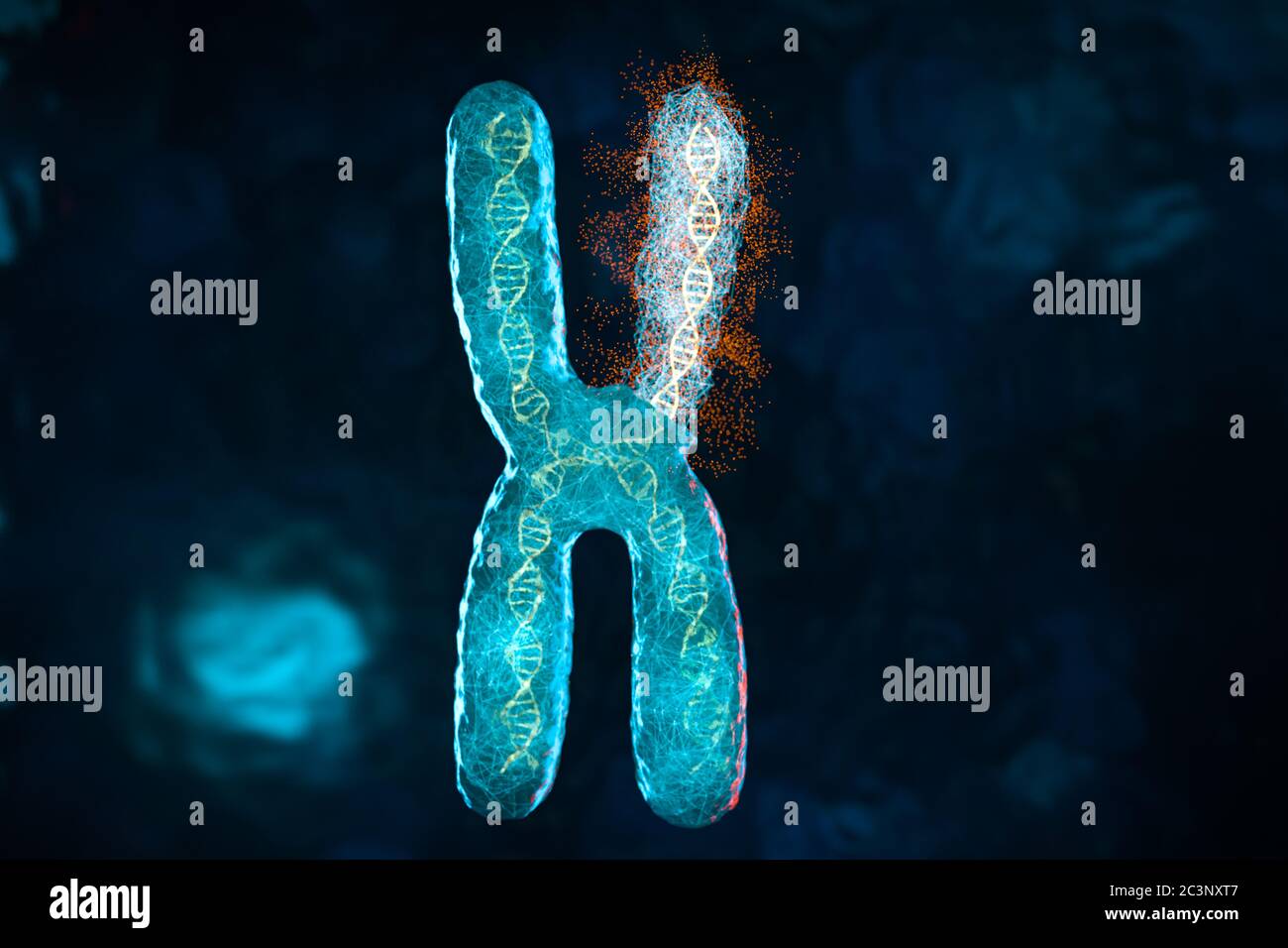Chromosome replication microscope hi-res stock photography and images ...