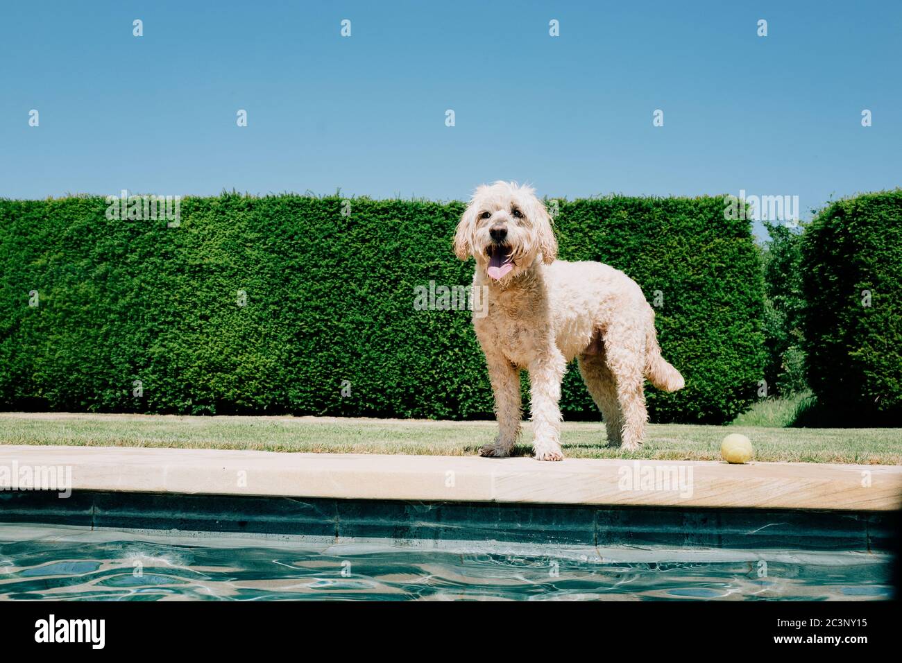 Labradoodle playing with a tennis ball hi-res stock photography and ...