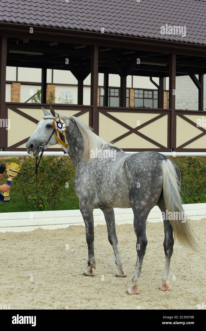 look back portrait of a beautiful grey PRE dressage horse with winner ...