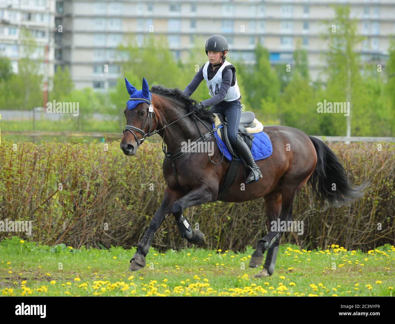 Child riding sportive horse in the eventing cross country course Stock ...