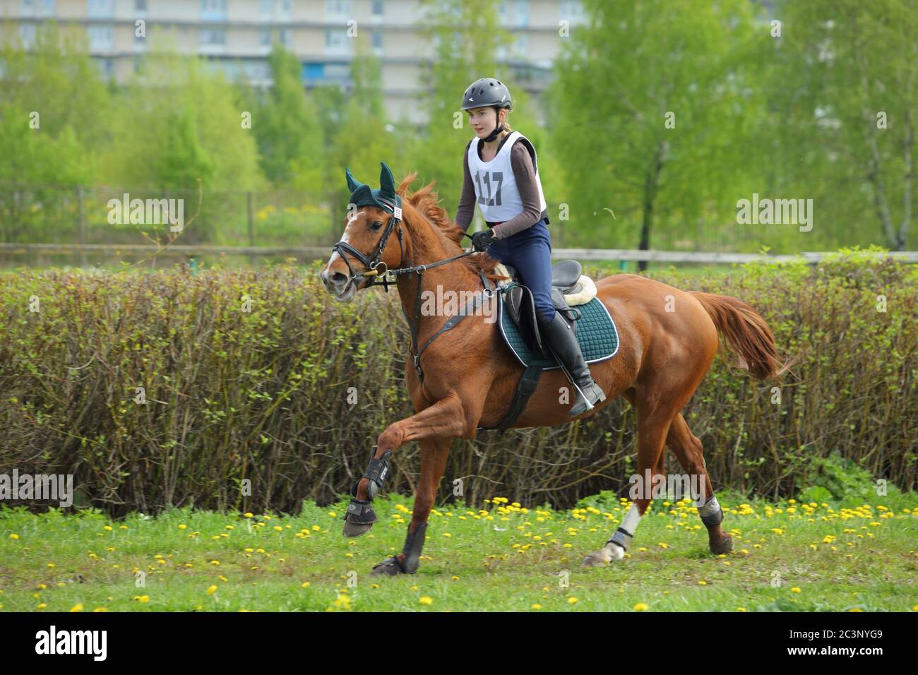 Horse galloping at cross country hi-res stock photography and images ...