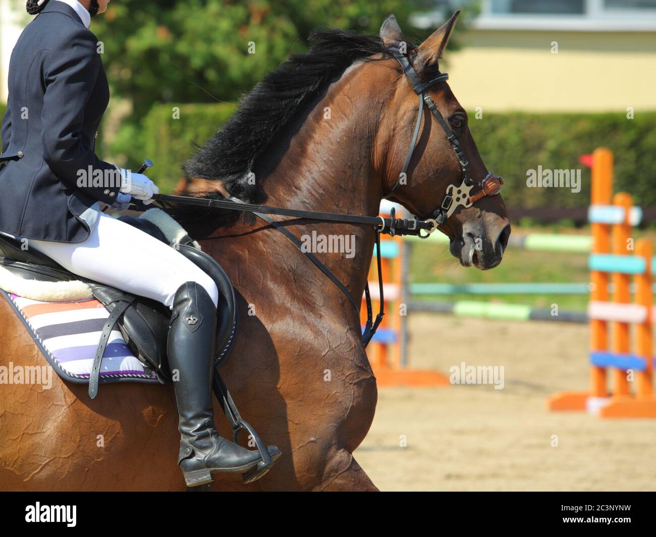 Equestrian sports hi-res stock photography and images - Alamy