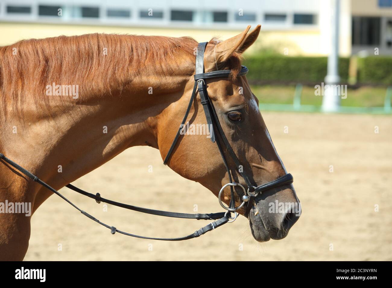 Equestrian sports hi-res stock photography and images - Alamy