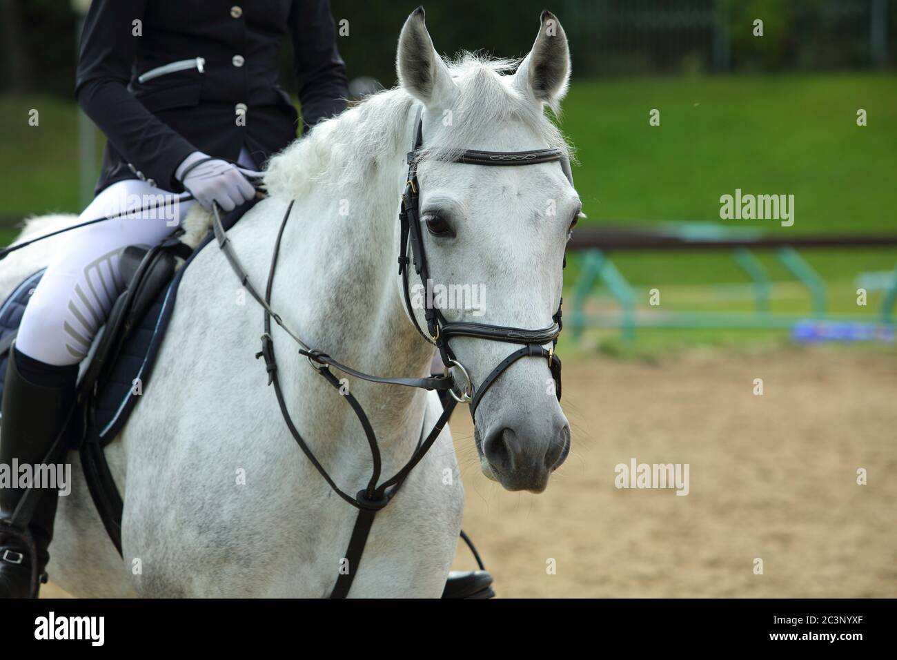 Equestrian sports hi-res stock photography and images - Alamy