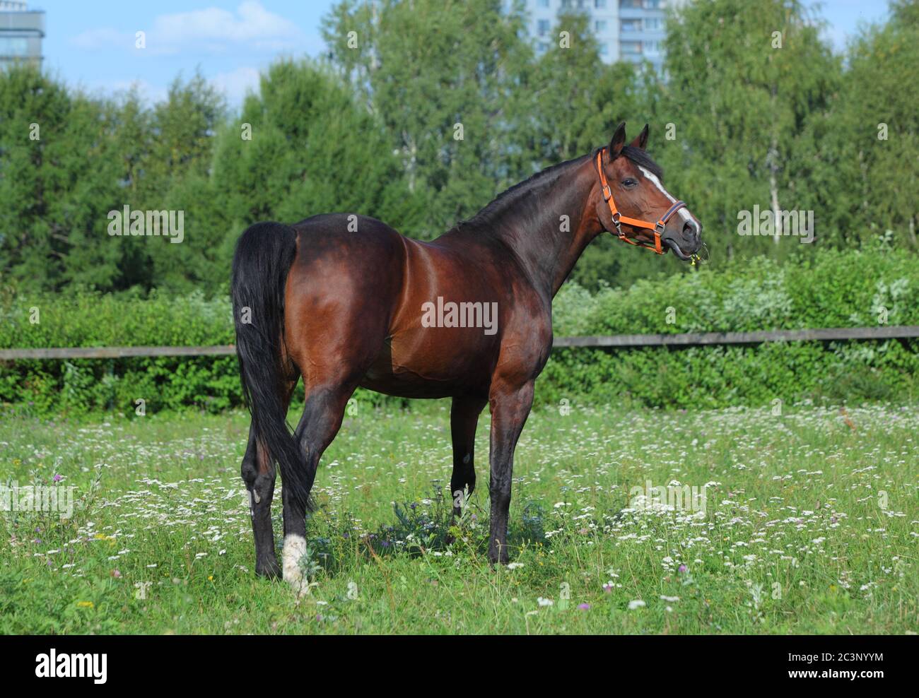 Thoroughbred horse walking hi-res stock photography and images - Alamy