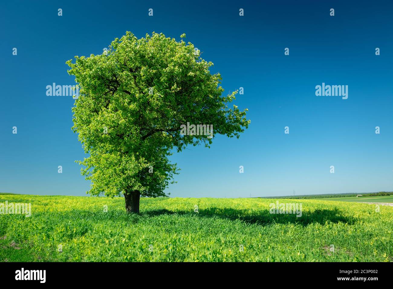 Big green tree and blue sky, summer sunny day Stock Photo - Alamy