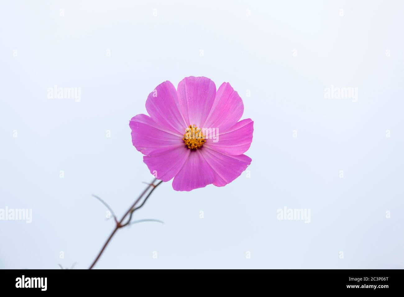 Single pink cosmos flower on white Stock Photo - Alamy