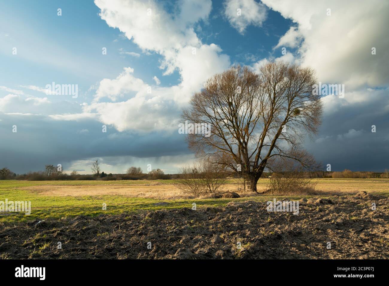 Large tree without leaves, plowed field and rainy clouds, sunny spring ...