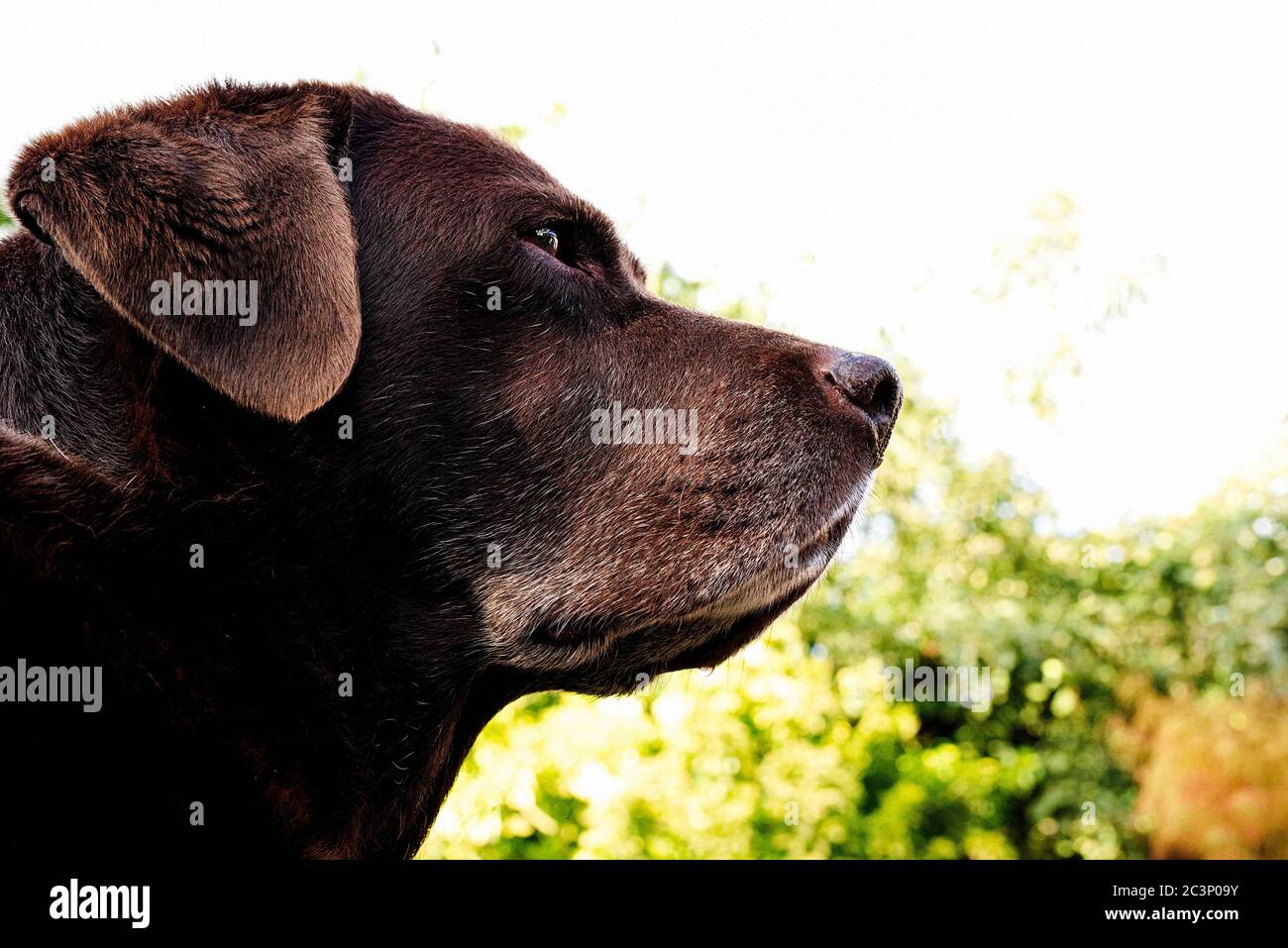 Adult chocolate labrador retriever hi-res stock photography and images ...