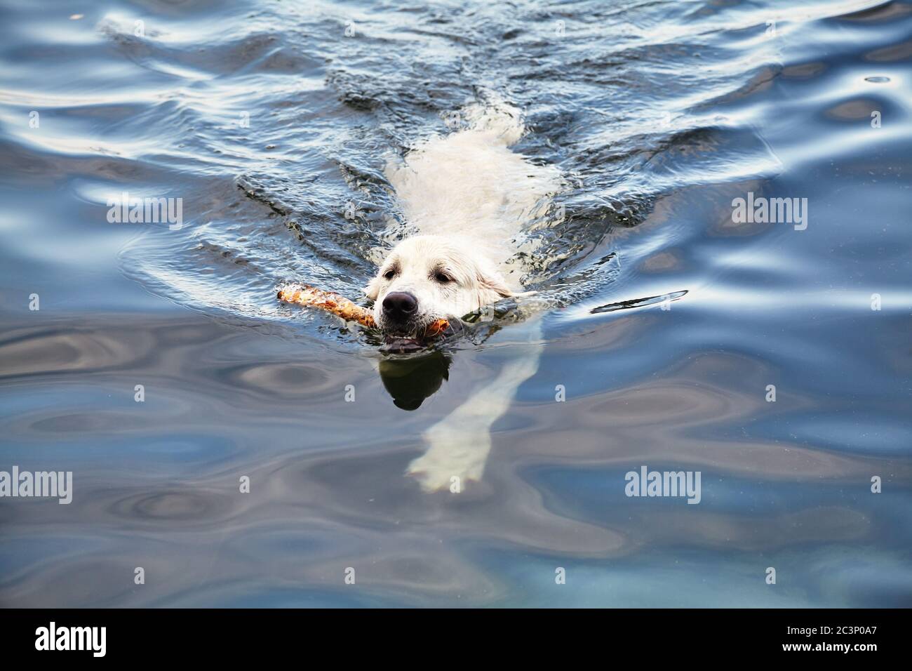 Labrador Retriever dog swimming in the water with a stick in his teeth ...