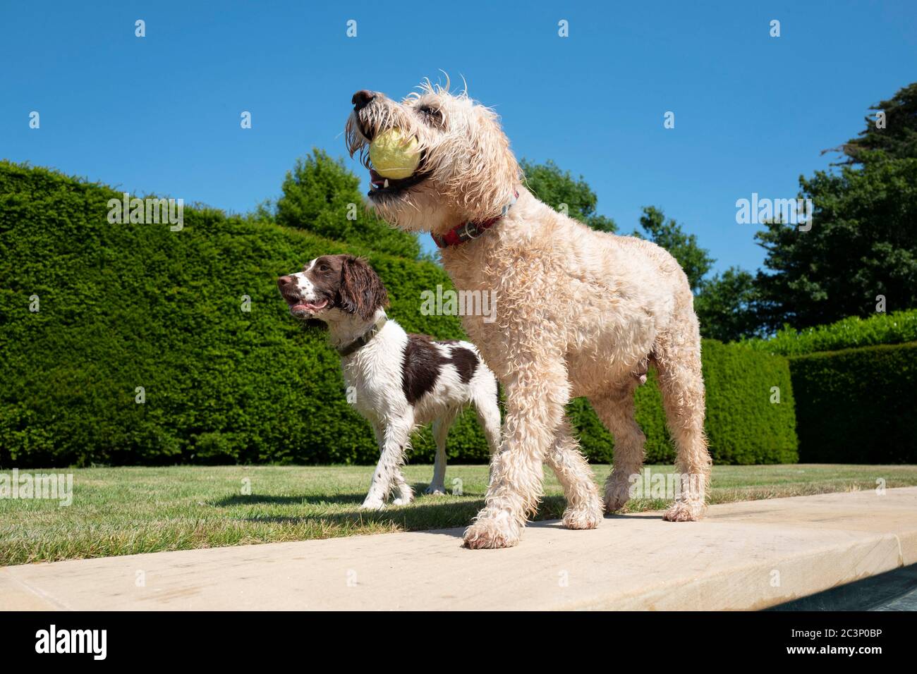 Dogs playing pool hi-res stock photography and images - Alamy