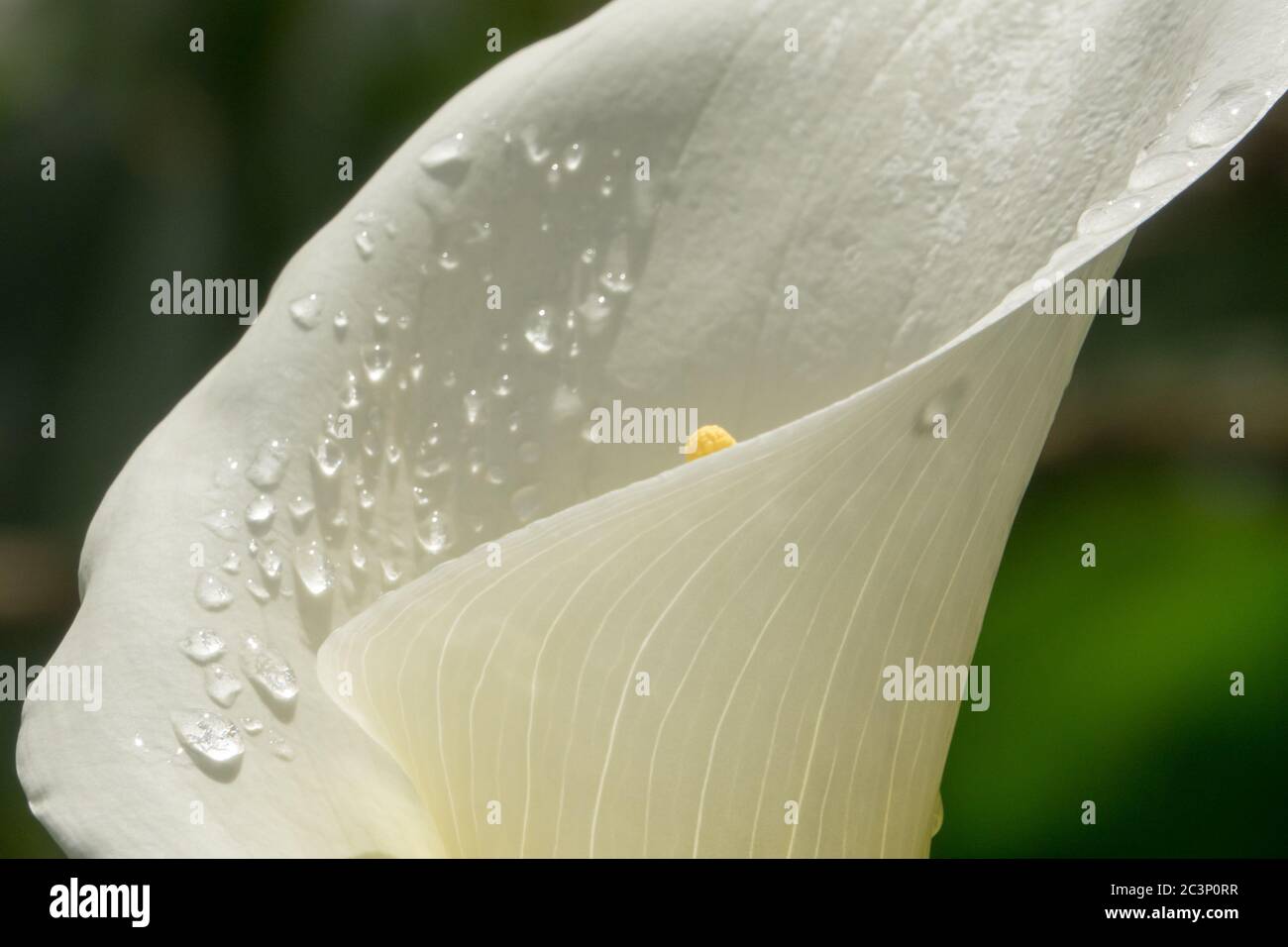 White calla lily hi-res stock photography and images - Alamy
