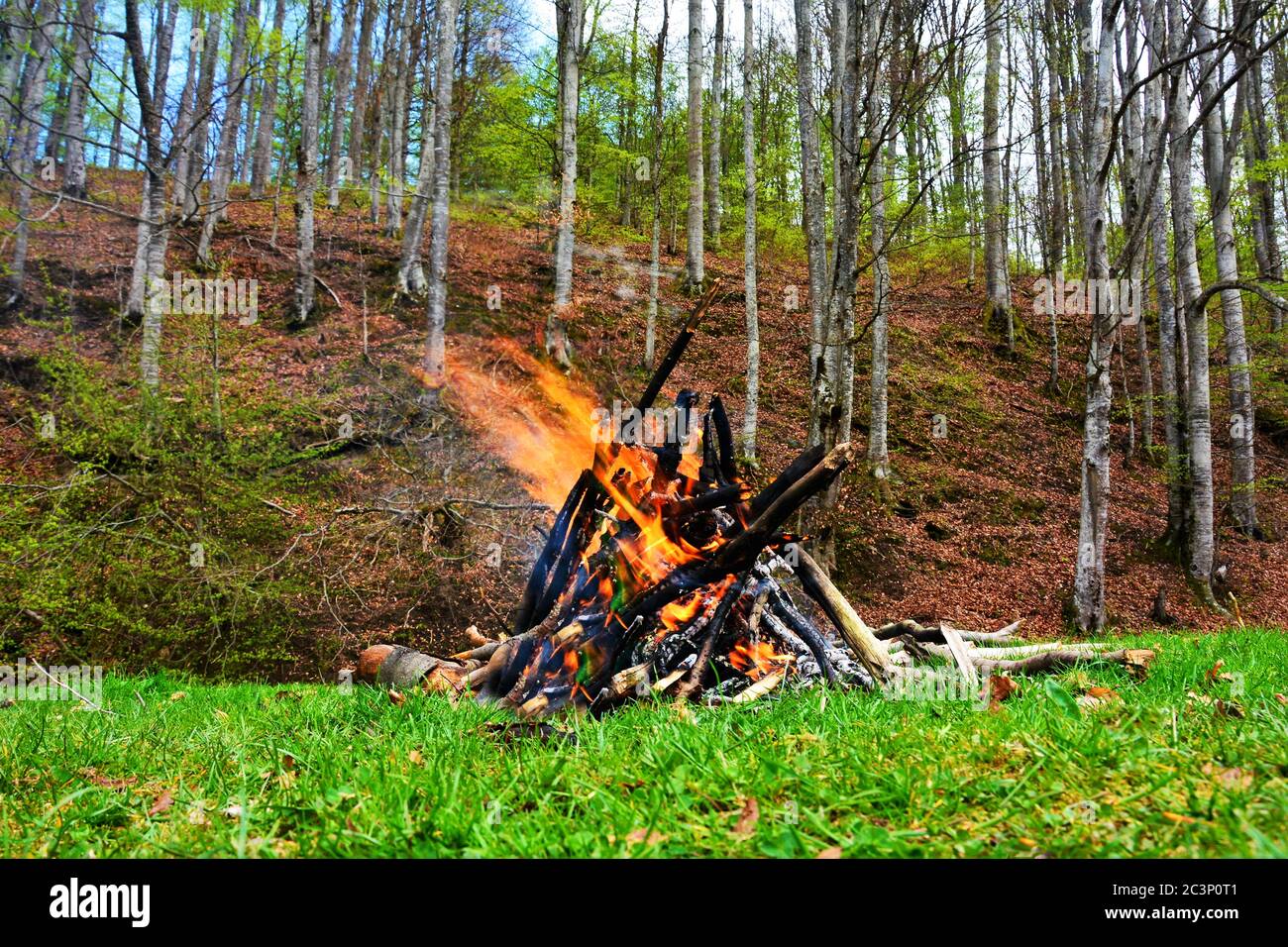 View of a bonfire on the grass-covered ground in a forest with tall ...