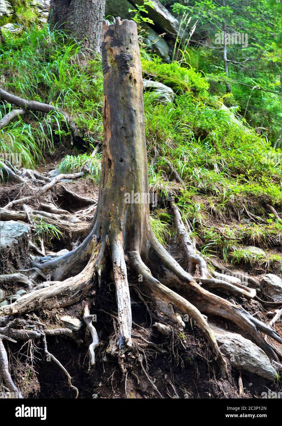 Vertical shot of the tree roots in a forest Stock Photo - Alamy