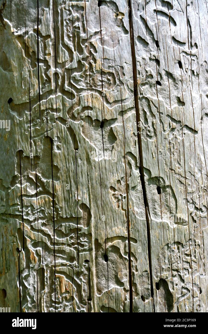 Traces of insects hi-res stock photography and images - Alamy