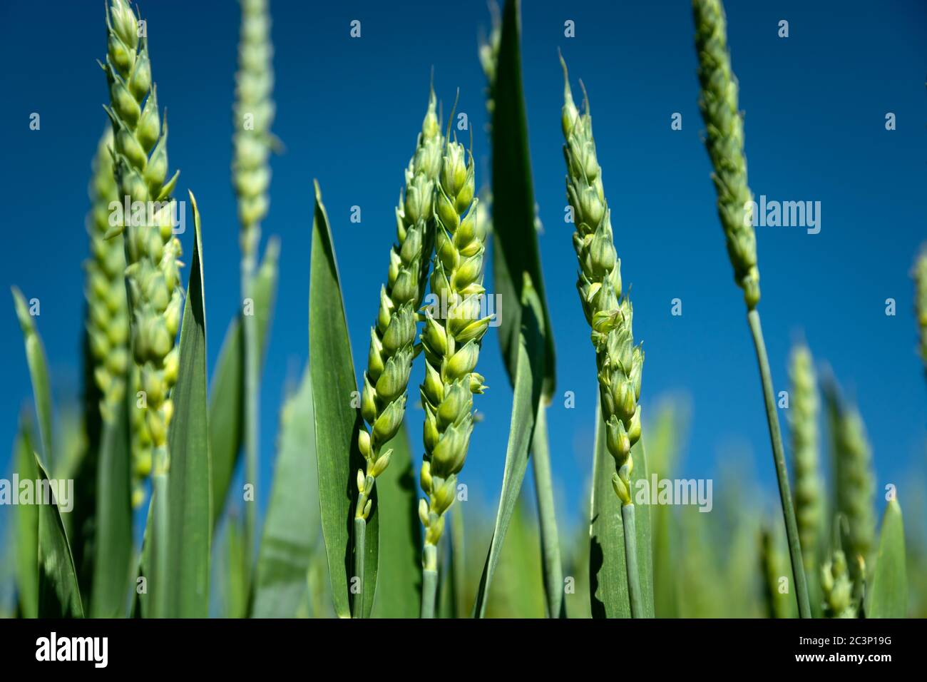 Green grass big ears hi-res stock photography and images - Alamy