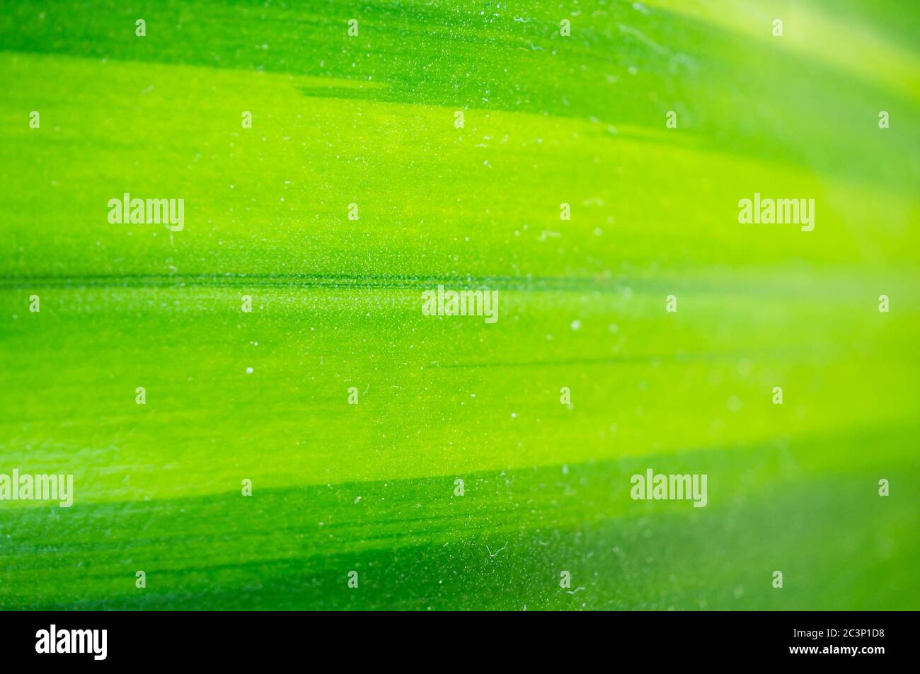 Closeup shot of a bright green texture for background Stock Photo - Alamy