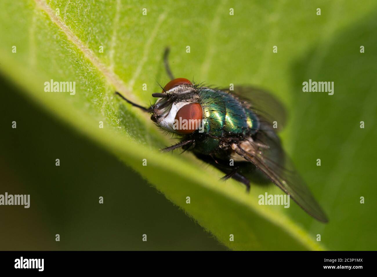 The common green bottle fly (Lucilia sericata Stock Photo - Alamy