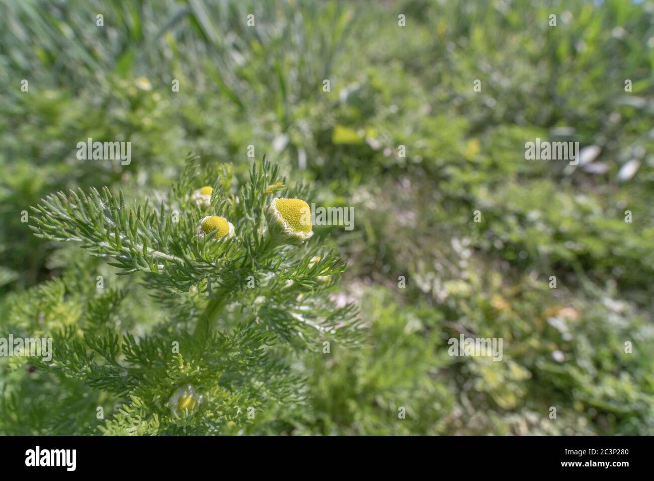 Pineappleweed field hi-res stock photography and images - Alamy