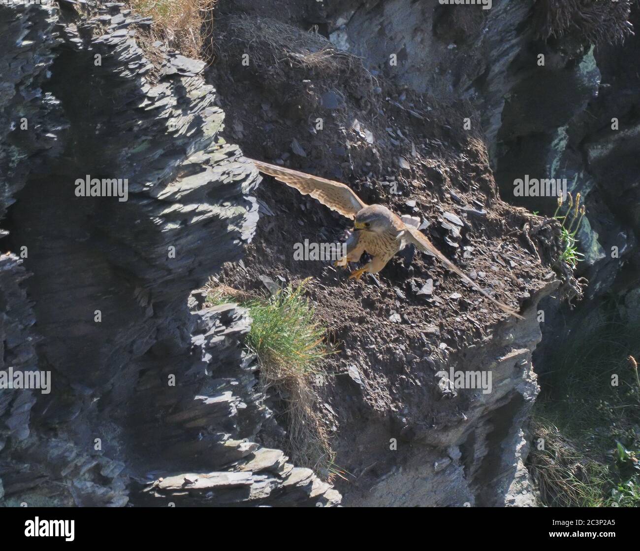 Male Kestrel with mouse for Female Stock Photo - Alamy
