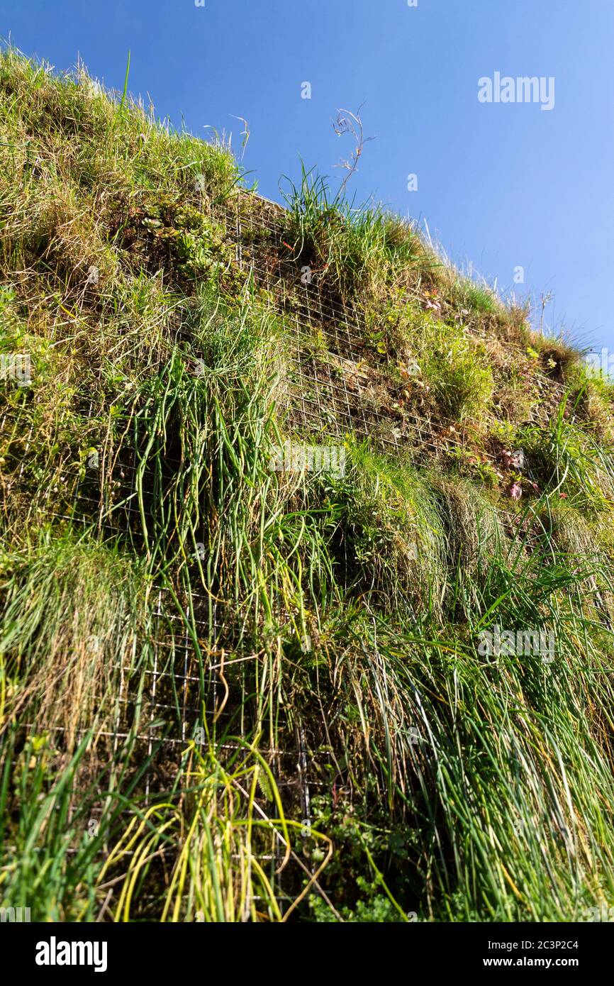 Green plants and grass growing through mesh of galvanized iron wire ...
