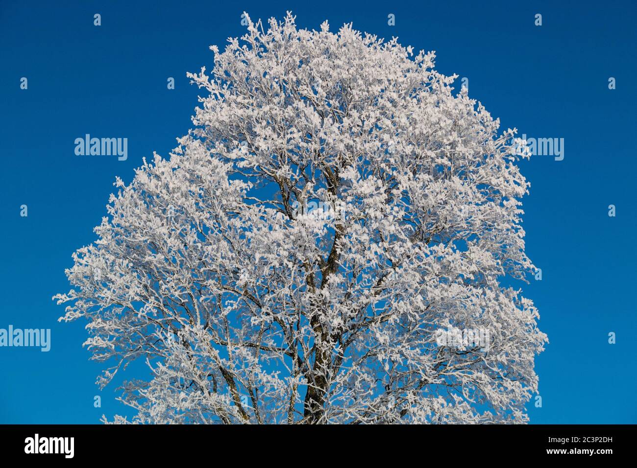 Large tree covered in snow on blue winter sky background Stock Photo ...