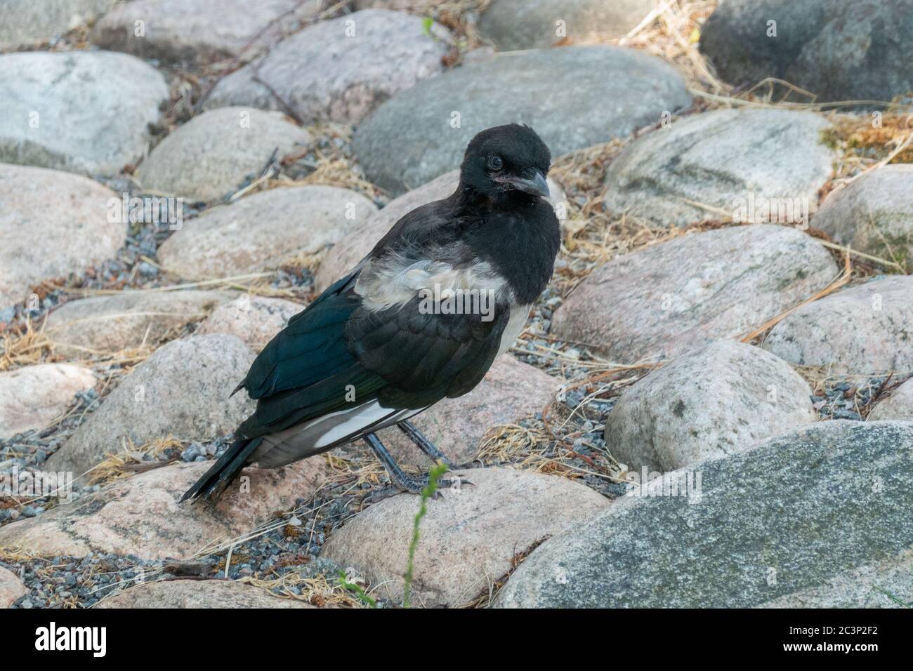 Juvenile Magpie on the ground Stock Photo - Alamy