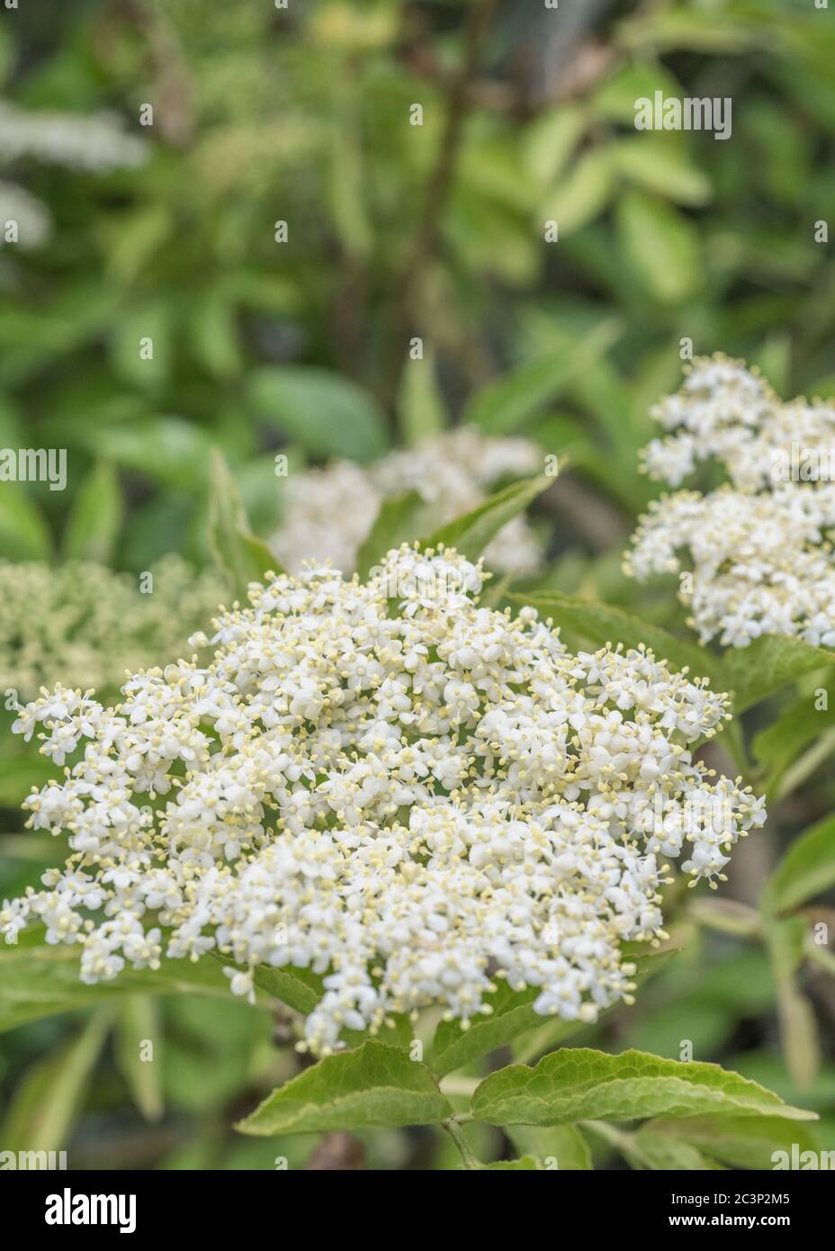 Close-up shot of Common Elder / Sambucus nigra flowers from which ...