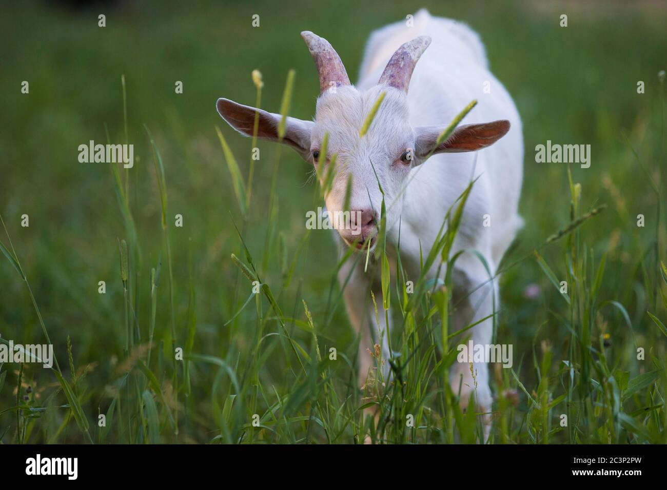 Saanen Goat baby grazing in spring Stock Photo - Alamy
