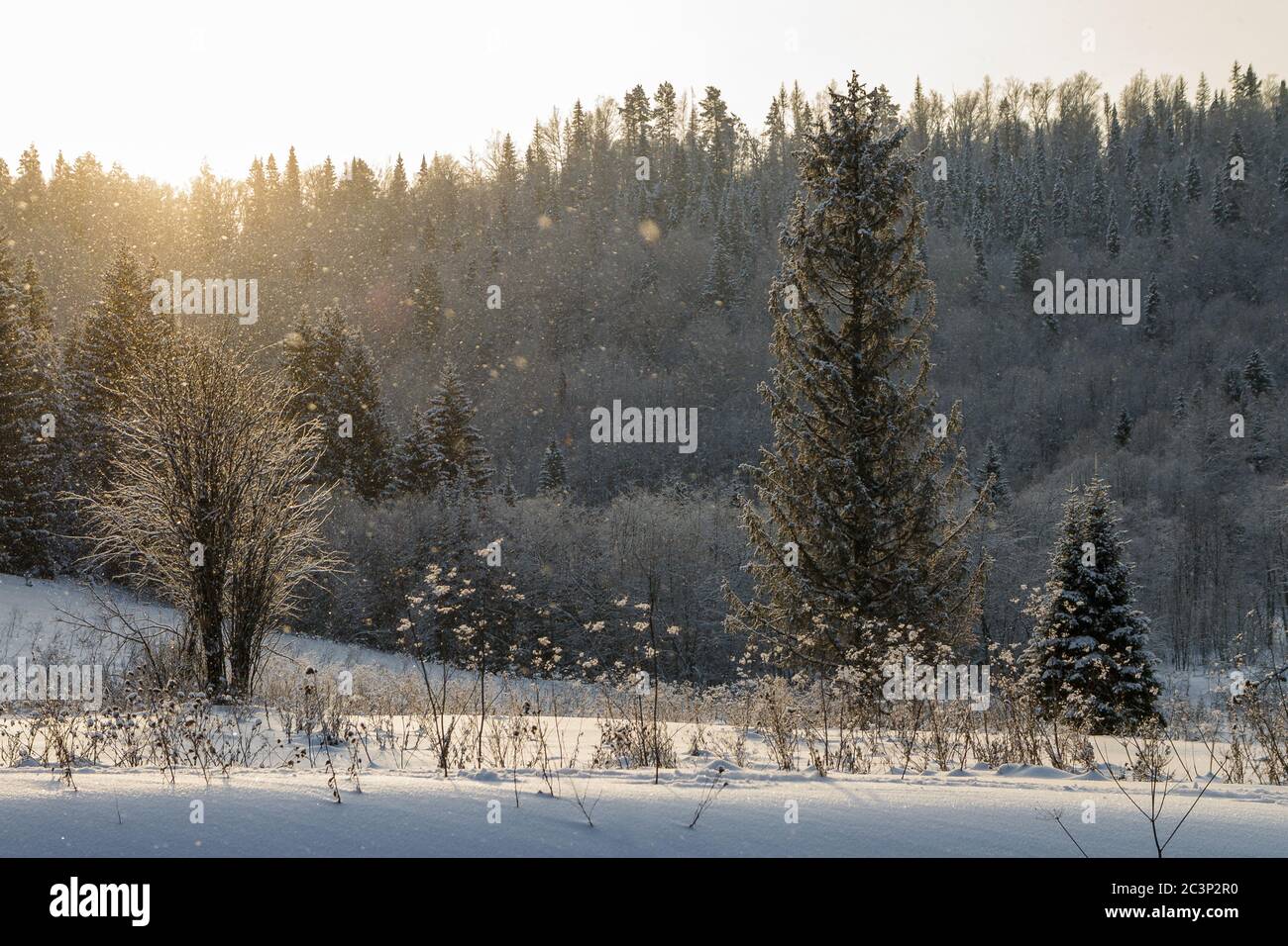 Beautiful winter landscape tree hi-res stock photography and images - Alamy