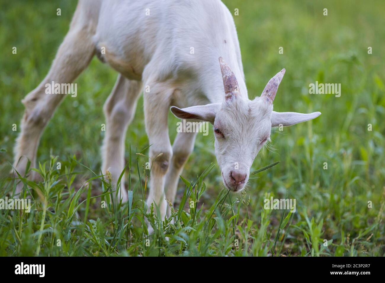 Saanen breed hi-res stock photography and images - Alamy