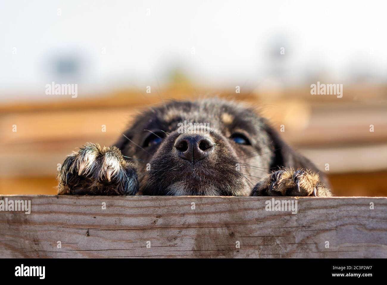 Dog looking over fence hi-res stock photography and images - Alamy