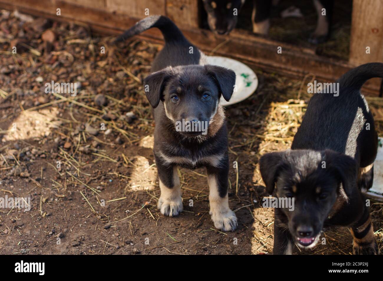 stray dog, little puppy looks up at the camera Stock Photo - Alamy