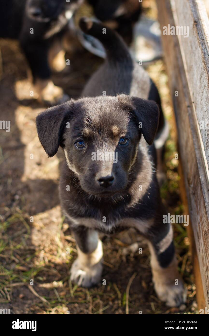 homeless, stray dog, little puppy looks up at the camera Stock Photo ...