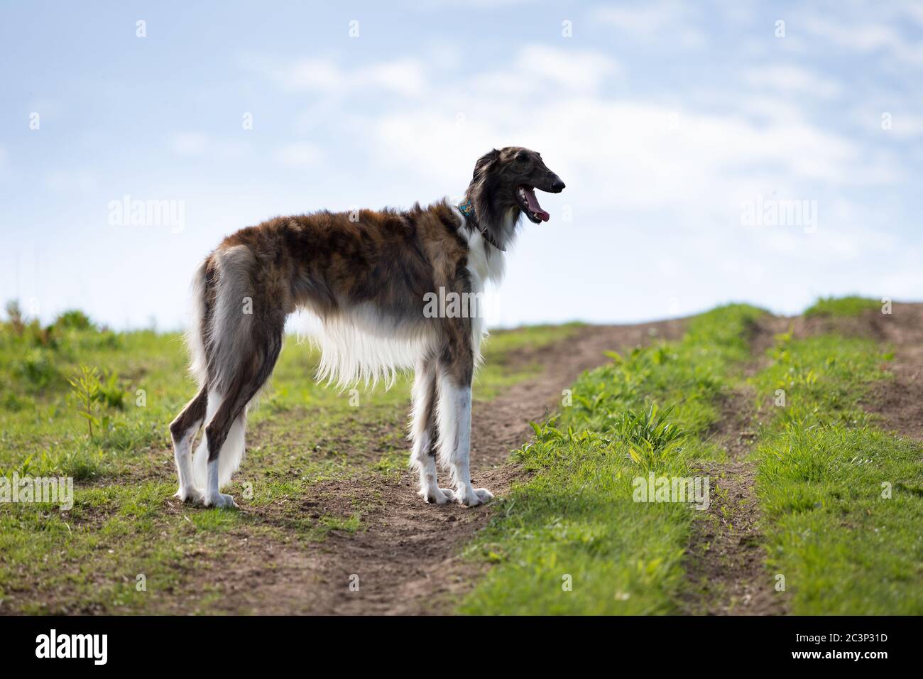 Brindle dog borzoi walks outdoor at summer day, russian sighthound, one ...