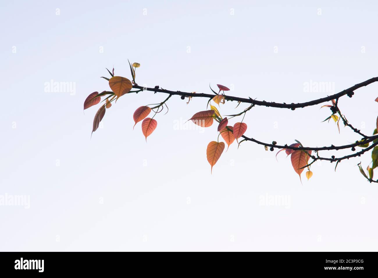Formation of leaves Stock Photo - Alamy