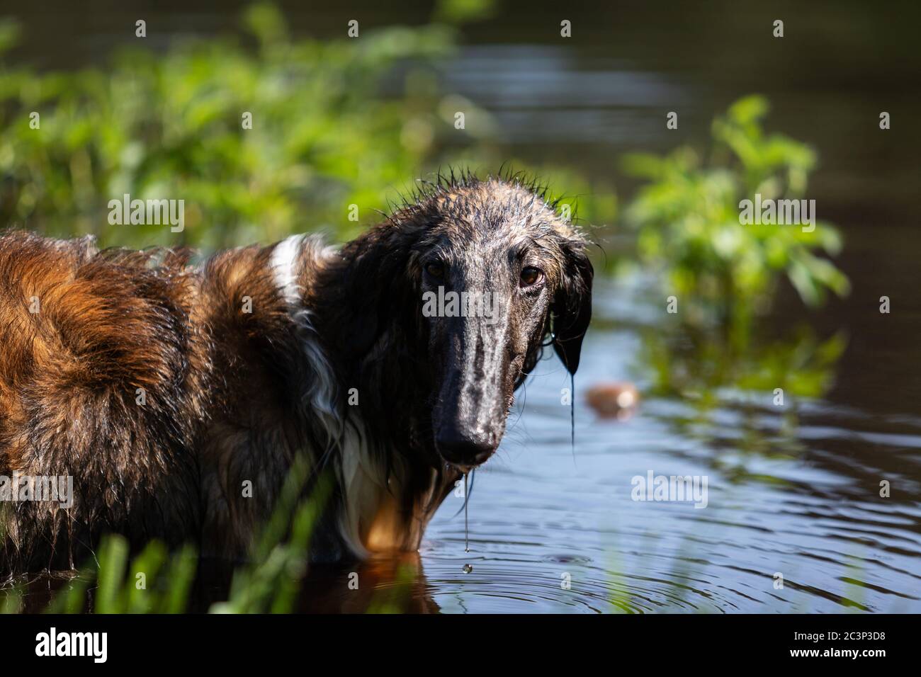 Brindle dog borzoi walks outdoor at summer day, russian sighthound, one ...