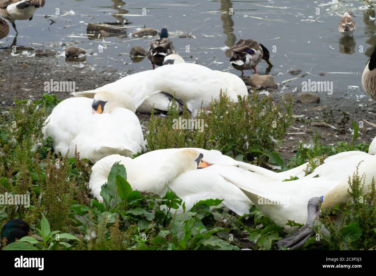 Sleeping Swans High Resolution Stock Photography and Images - Alamy