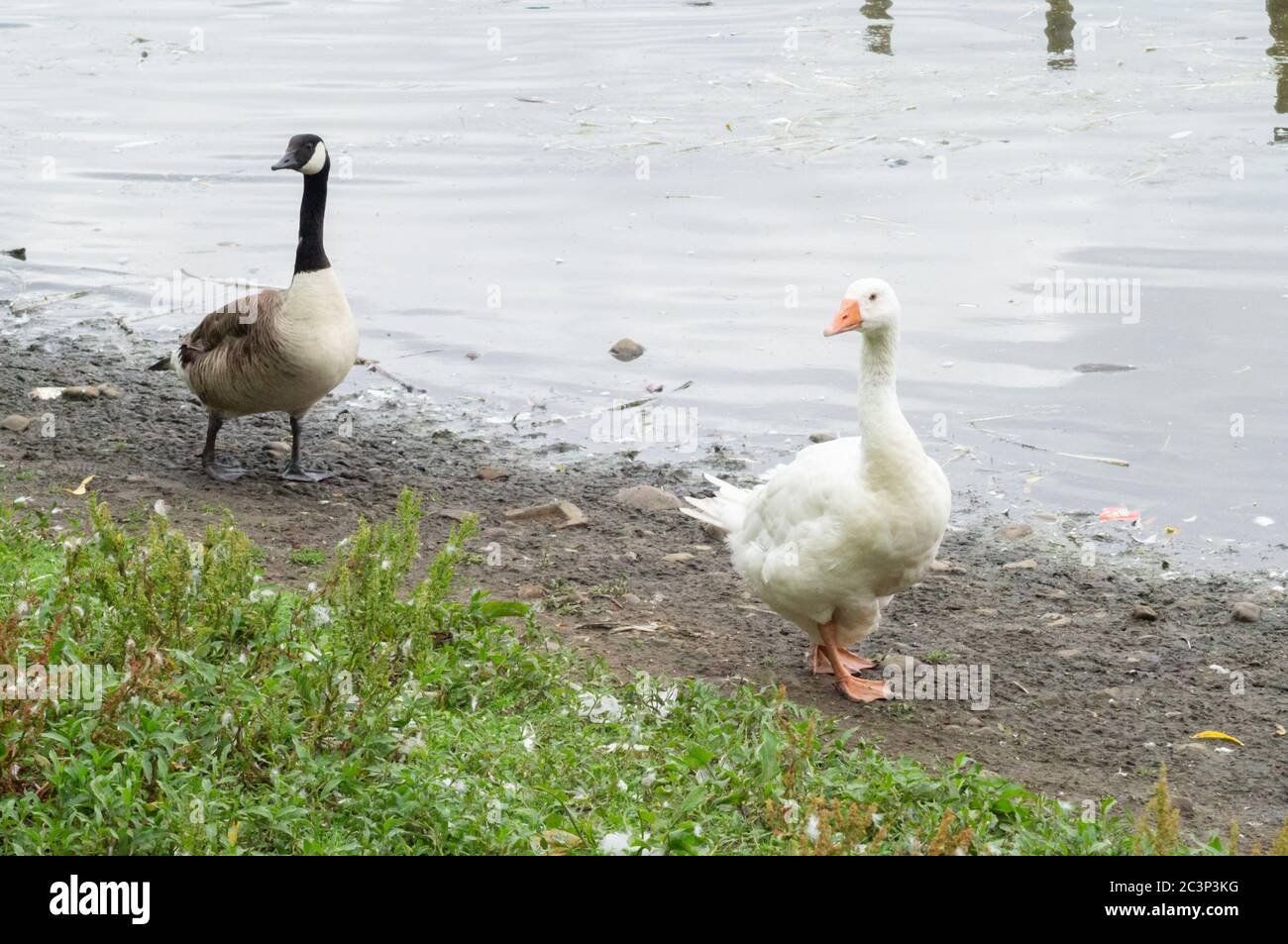 White domestic Emden or Embden goose with a Canada goose branta ...