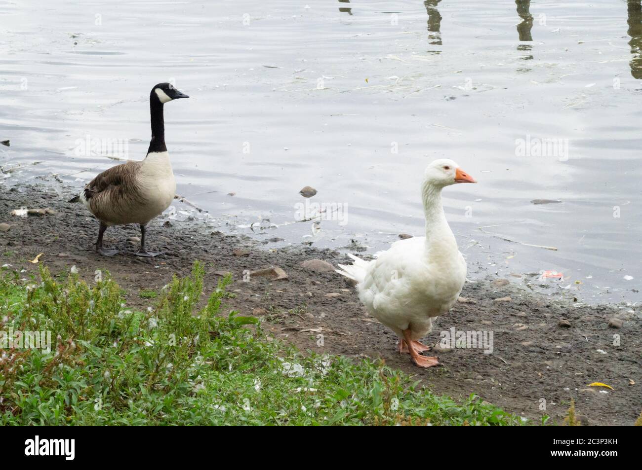 White Domestic Embden Goose High Resolution Stock Photography and ...