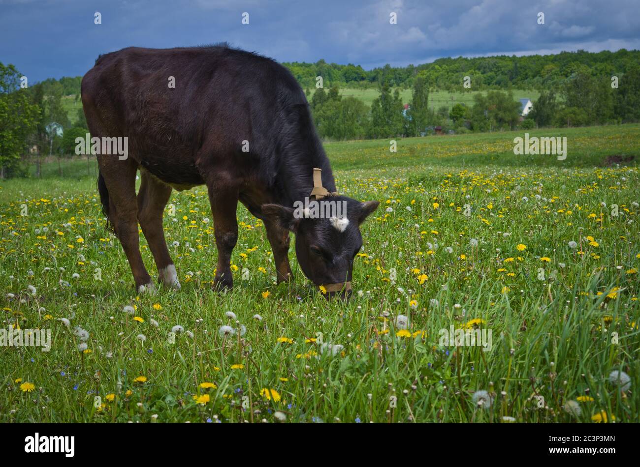 Cow on leash hi-res stock photography and images - Alamy