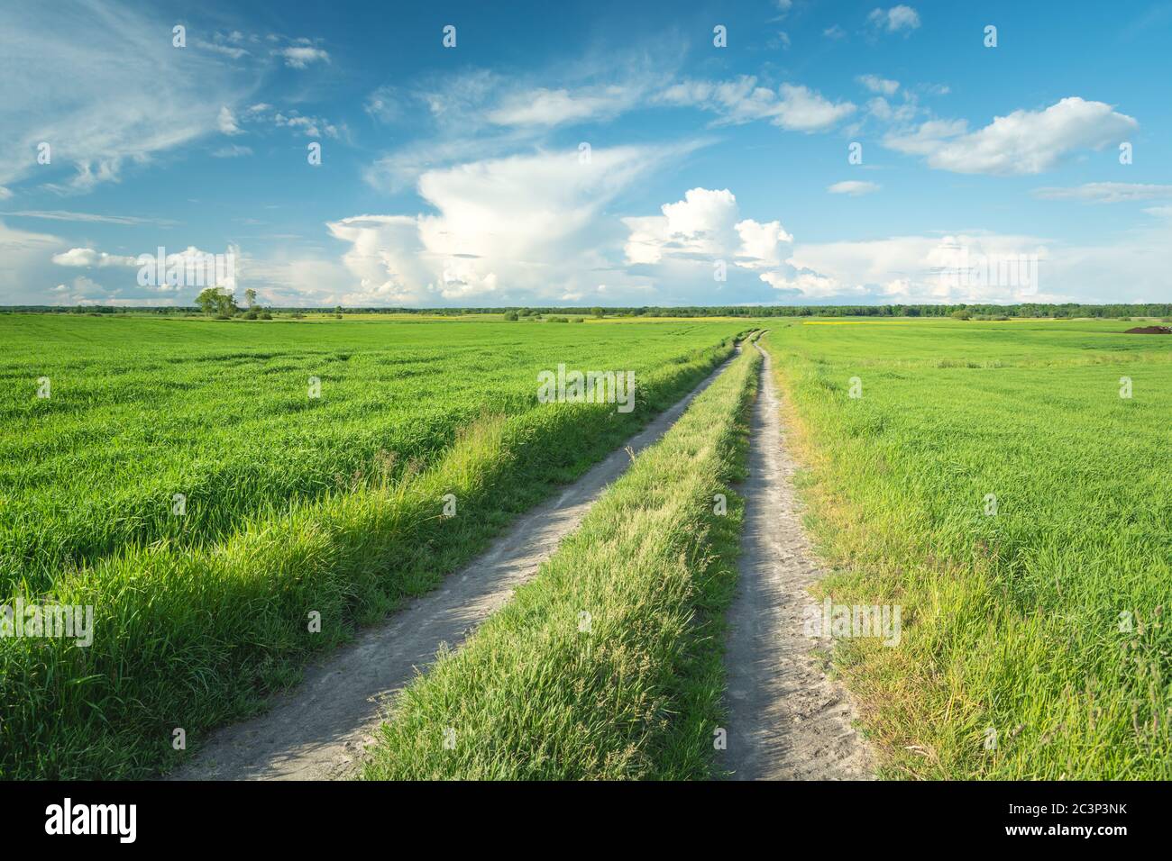 Summer view of the dirt road through green fields, horizon and white ...