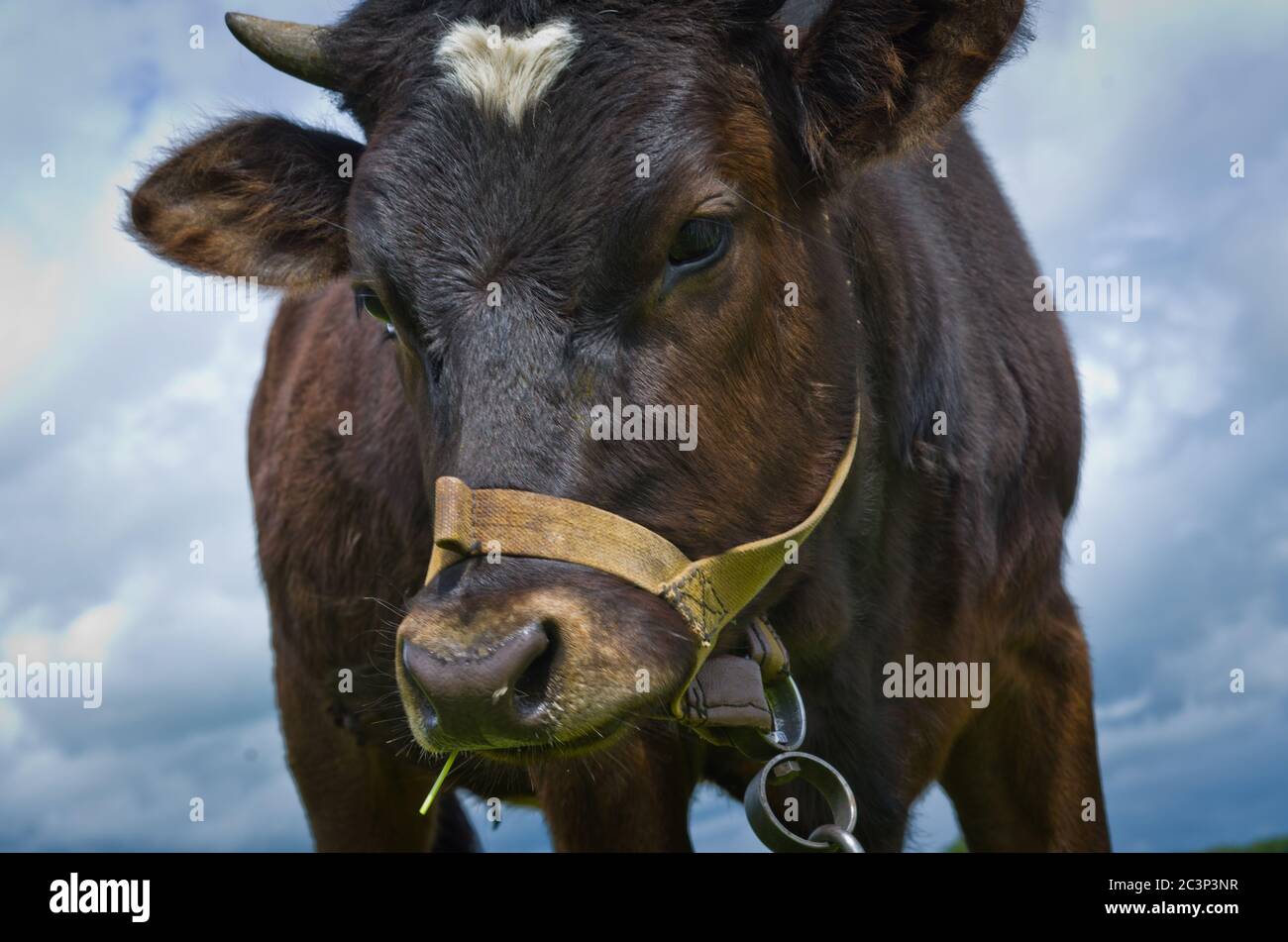Ox muzzle hi-res stock photography and images - Alamy