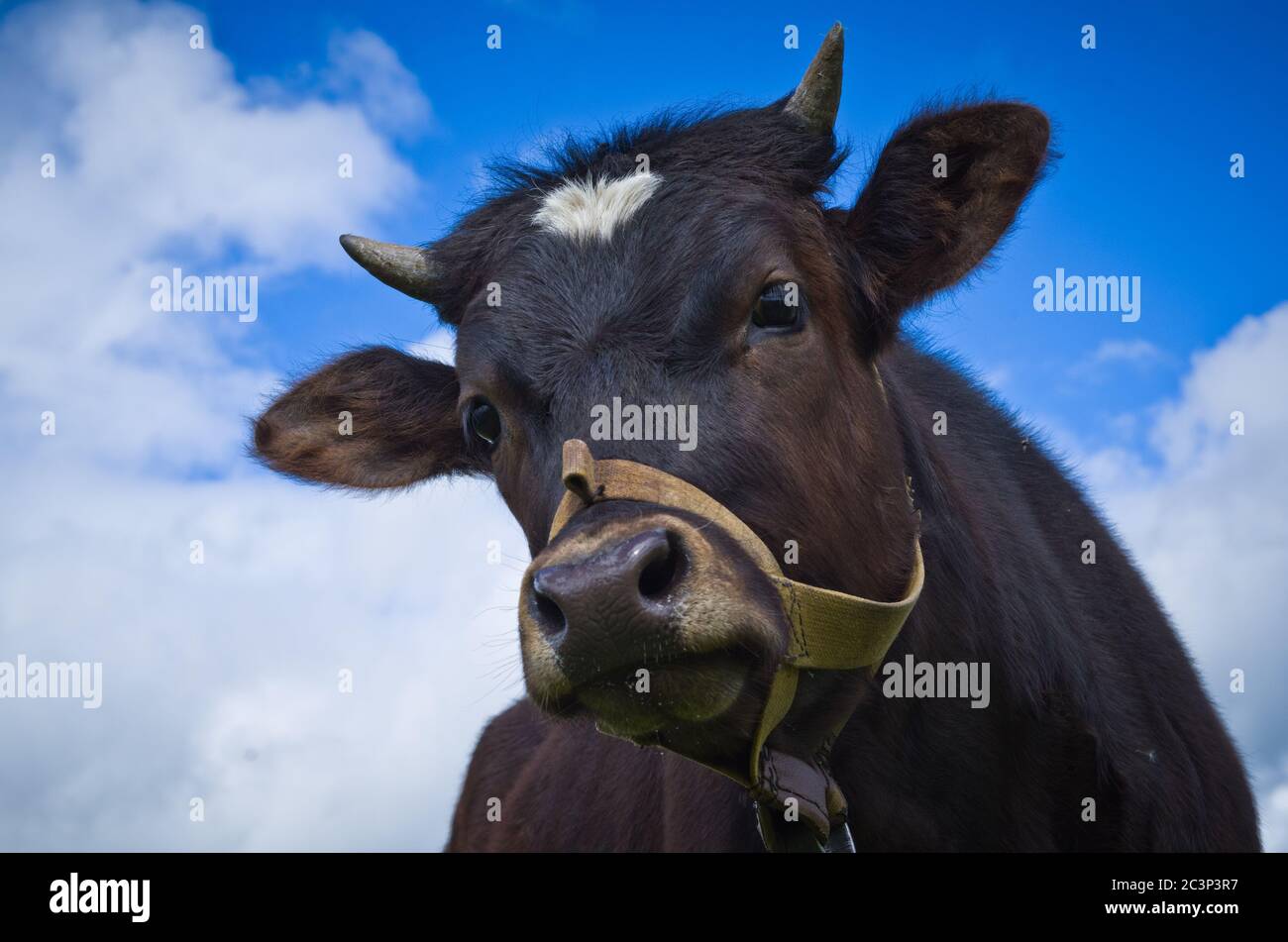 Ox muzzle hi-res stock photography and images - Alamy