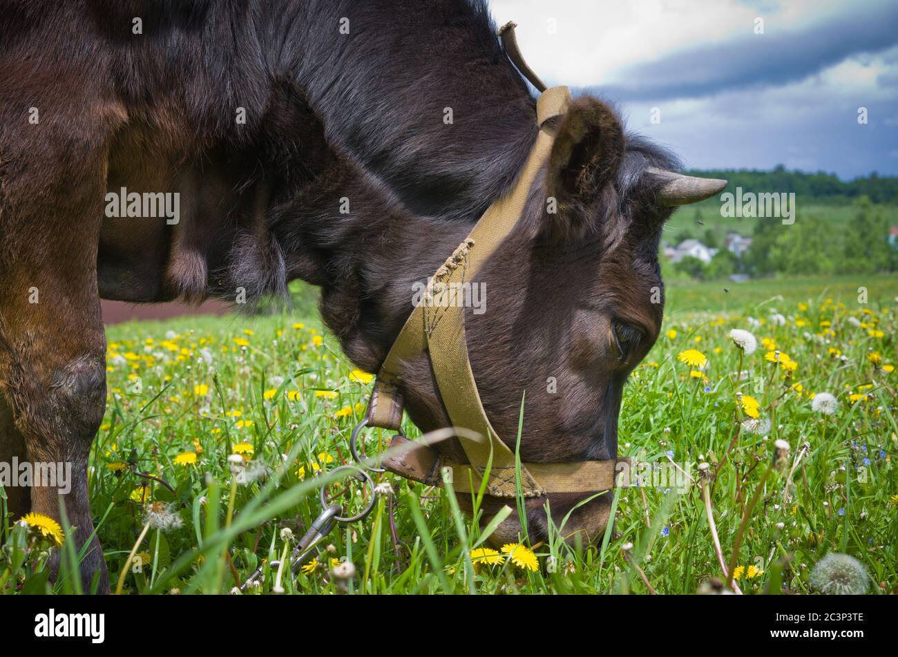 Young Cow on a Leash Grazing in the Meadow close-up Stock Photo - Alamy