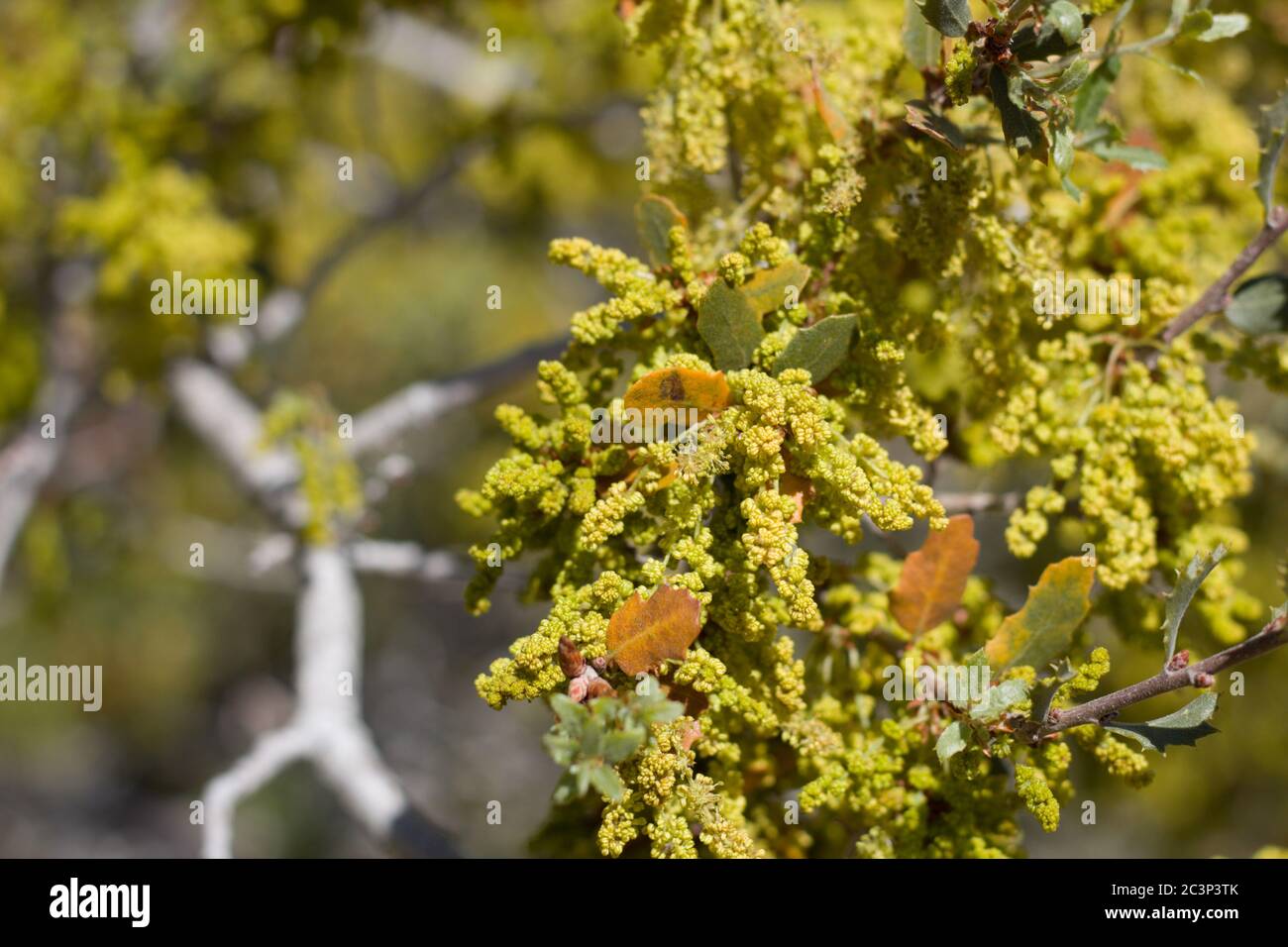 Blooms taxonomy hi-res stock photography and images - Alamy