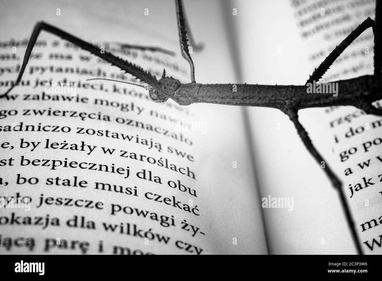 Closeup shot of a fly in a book Stock Photo - Alamy