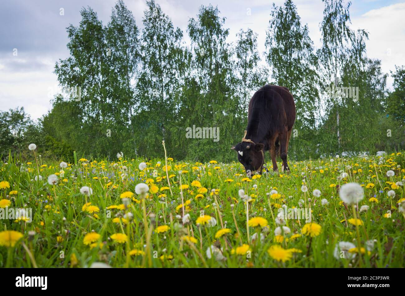 Cow on leash hi-res stock photography and images - Alamy
