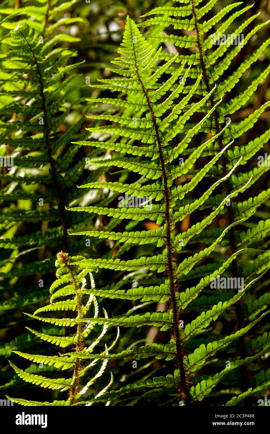 Log fern hi-res stock photography and images - Alamy