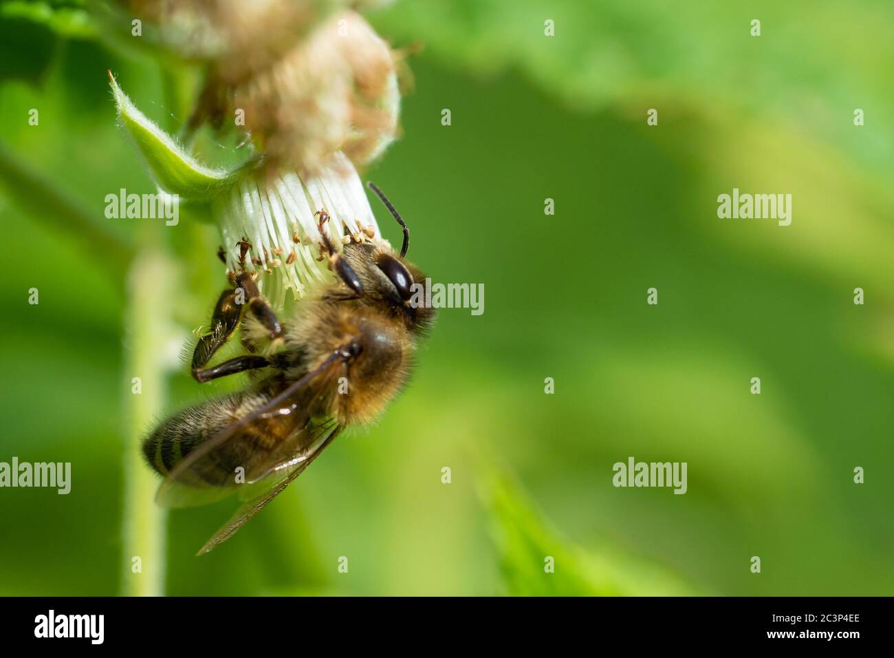 Pollen of flowers hi-res stock photography and images - Alamy